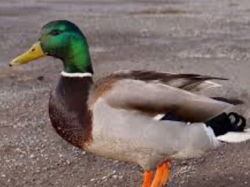 Утки селезень дикий