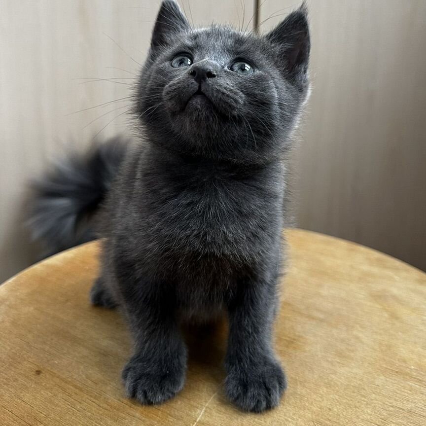 Мейн-кун котёнок