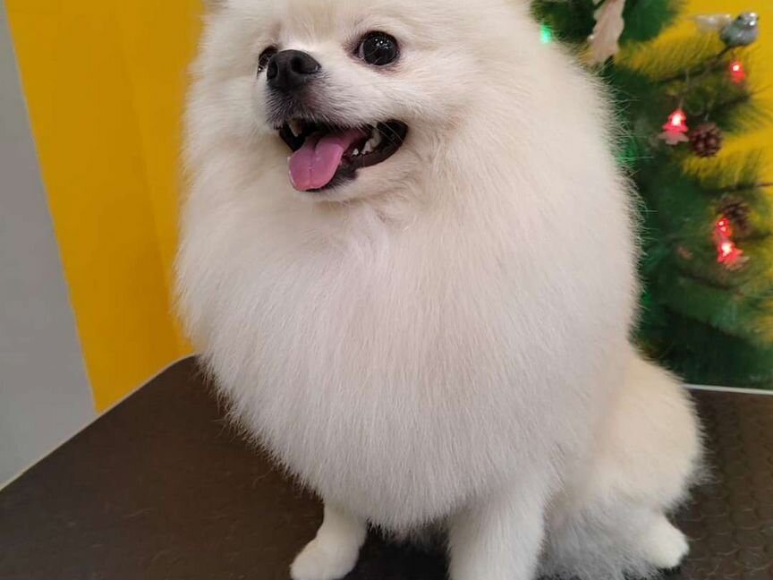 Померанский шпиц вязка кобель