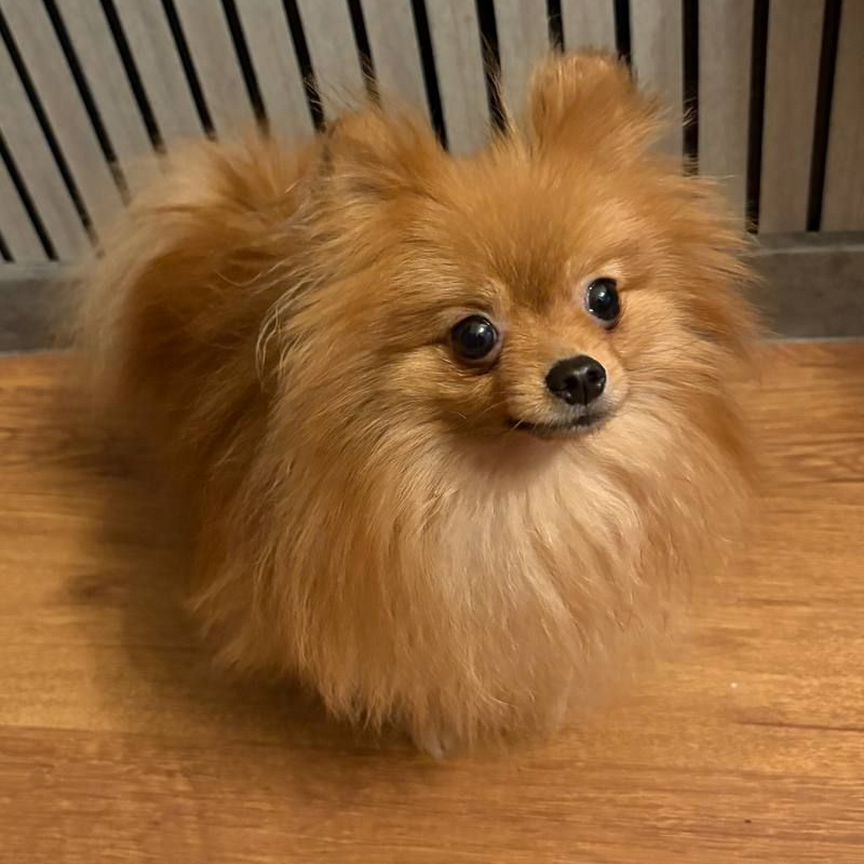 Померанский шпиц, щенок