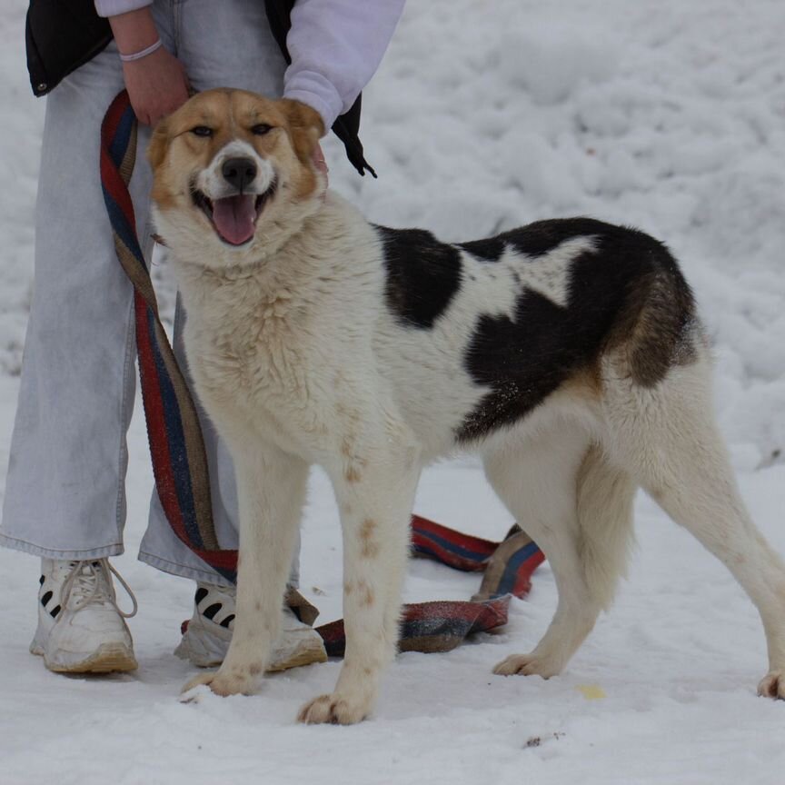 Лэсси ищет дом