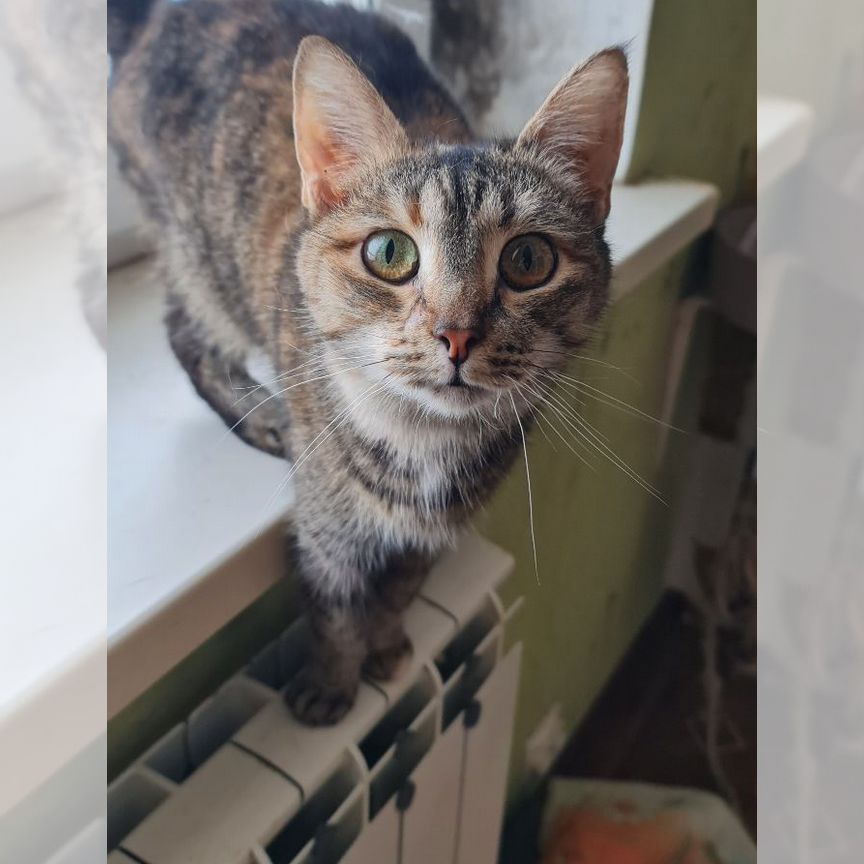 Кошечка 6 месяцев