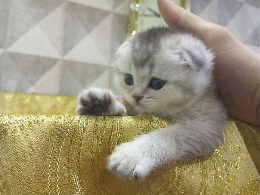 Шотландская вислоухая шиншилла