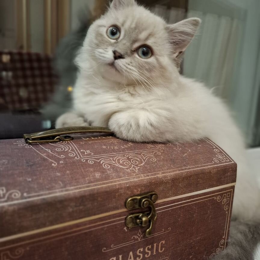 Маскарадная котята