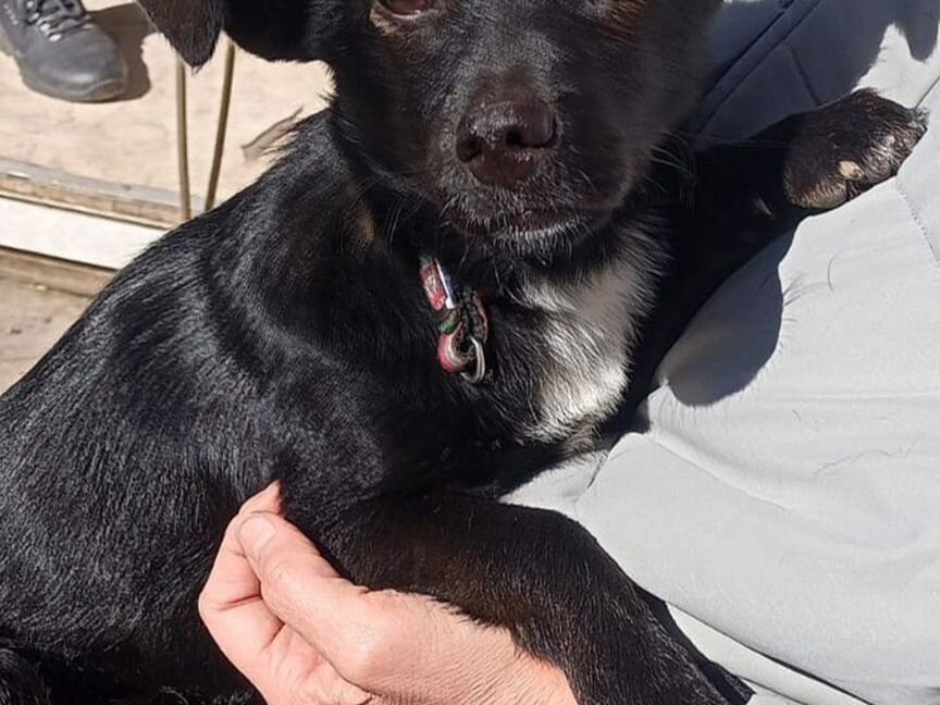 Собака маленькая порода