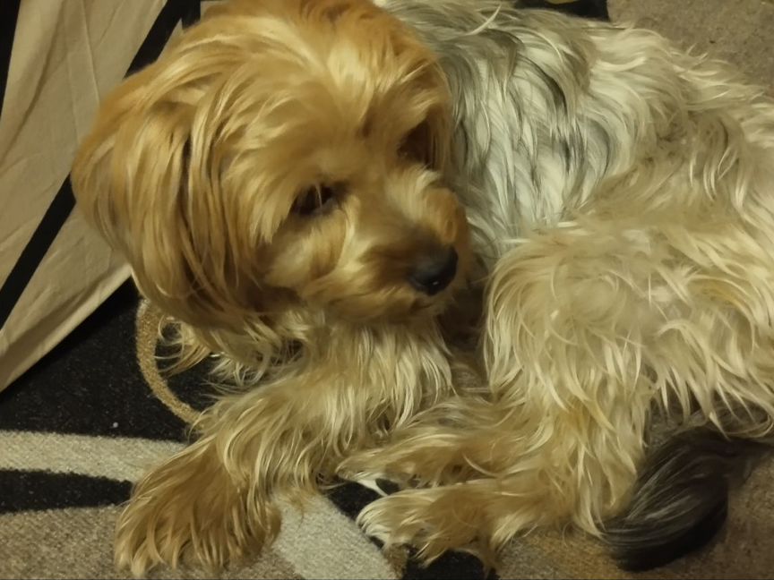 Собака йоркширский терьер