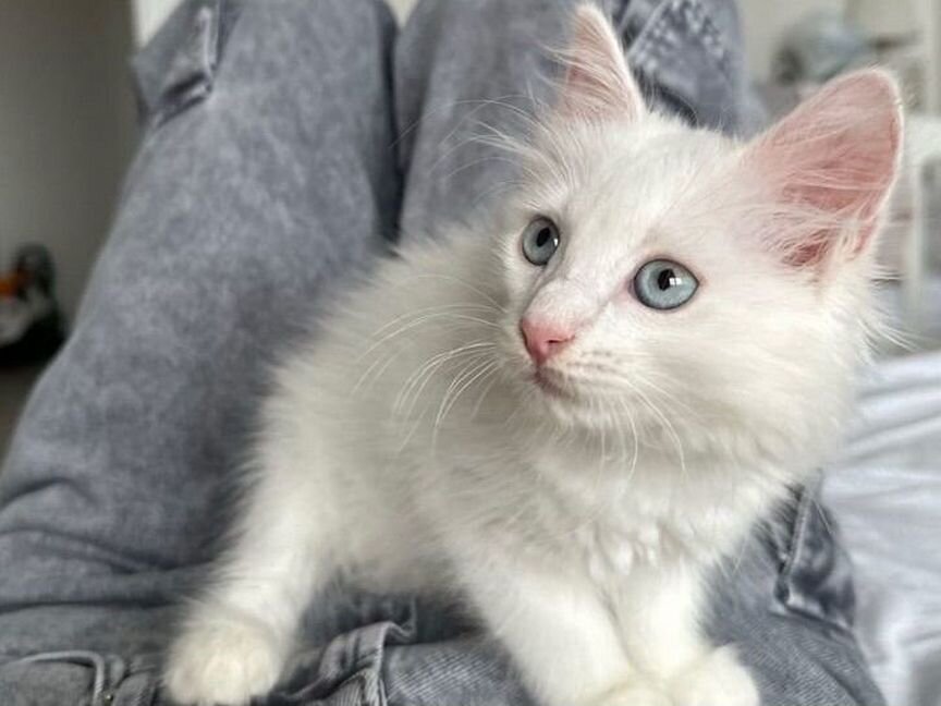Котенок белоснежного окраса