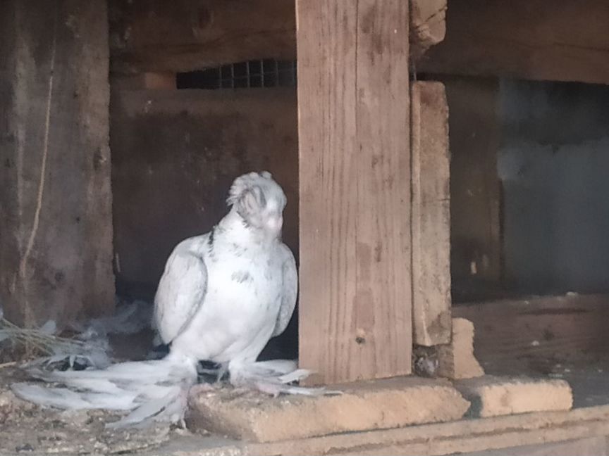 Продаются бойные голуби