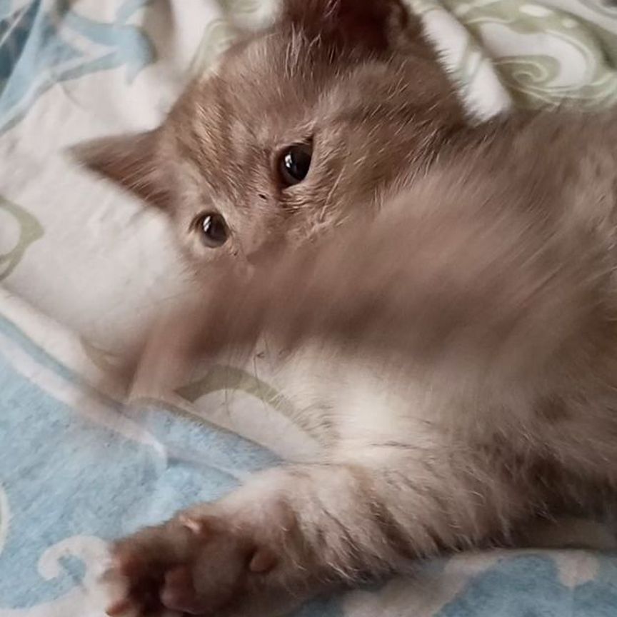 Кошечка 2 месяца