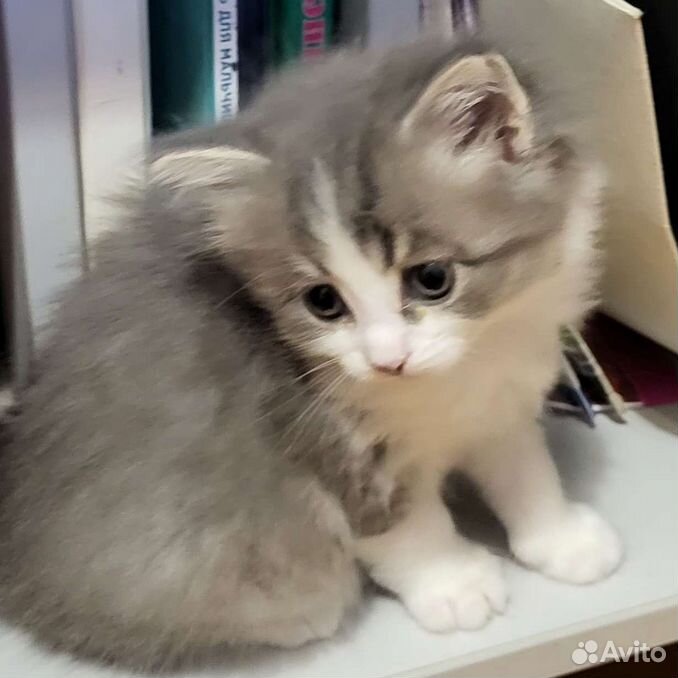 Сибирская голубая кошка