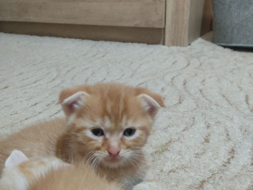 Вислоухие котята
