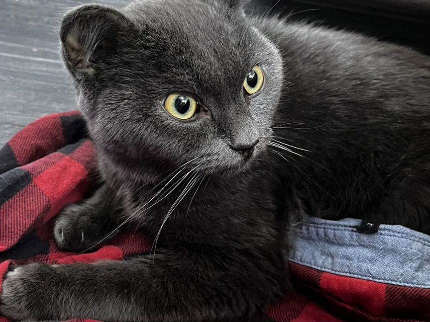 Вислоухий котенок даром