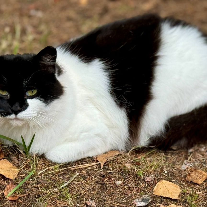 Котик в добрые руки