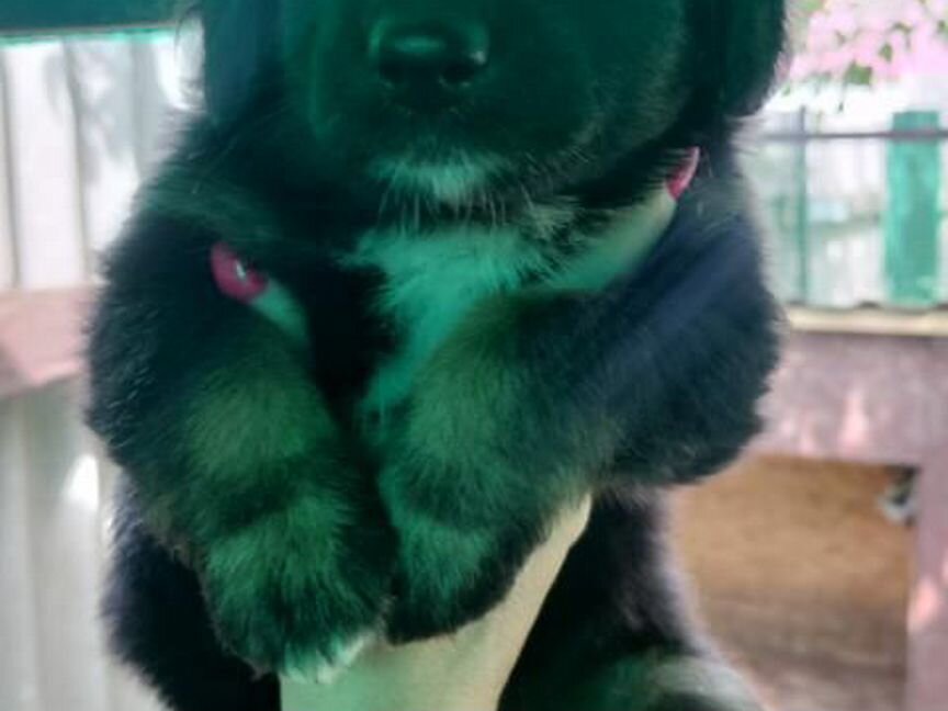 Собака в добрые руки отдам бесплатно