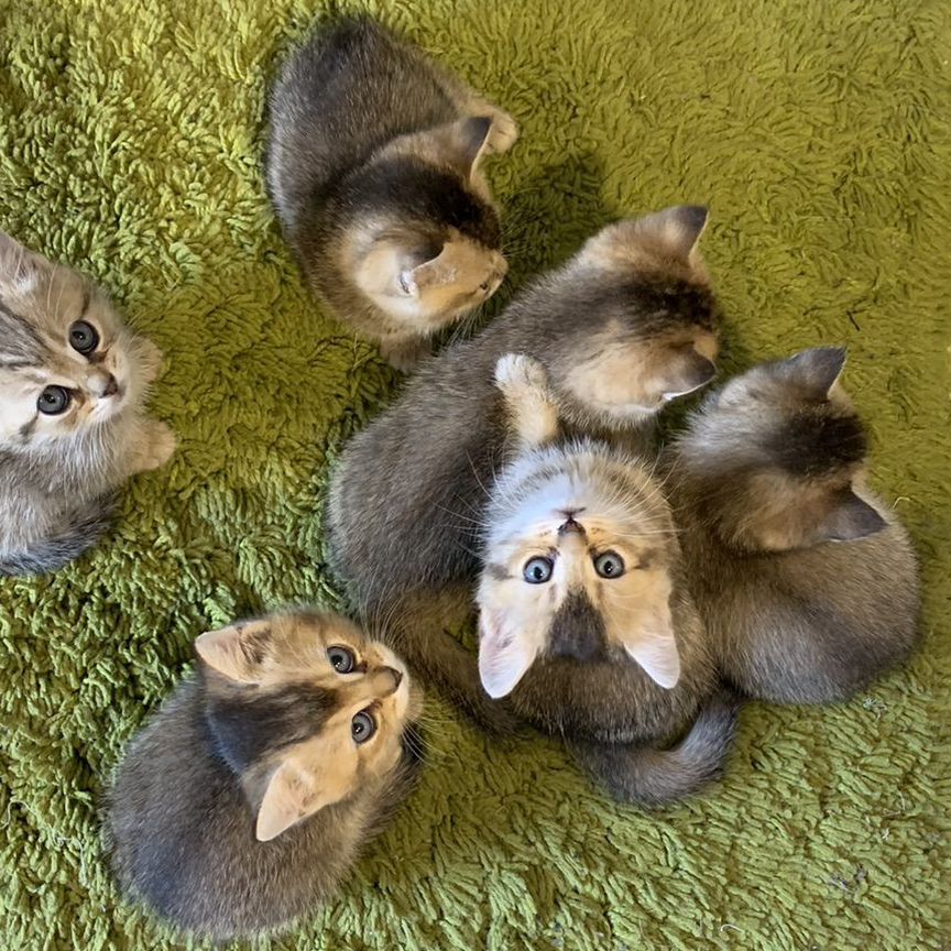 Британская шиншилла (помесь)