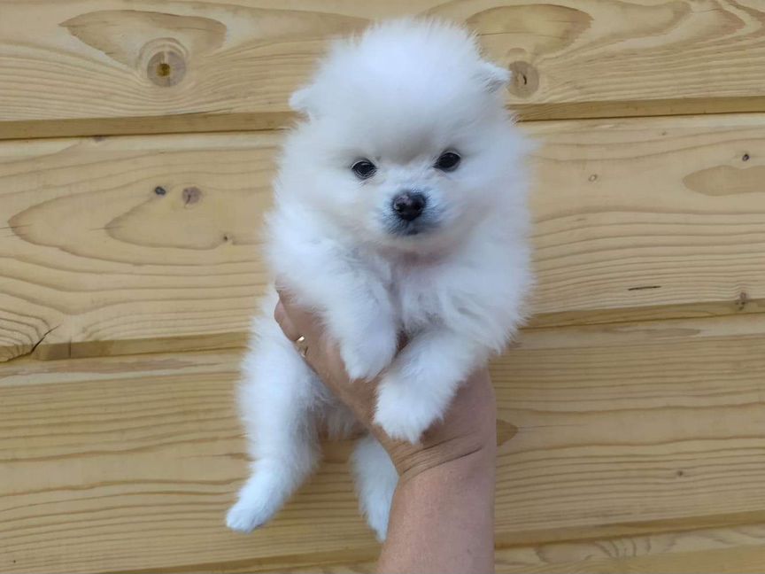 Шпицы разные. Доставка из Челябинска