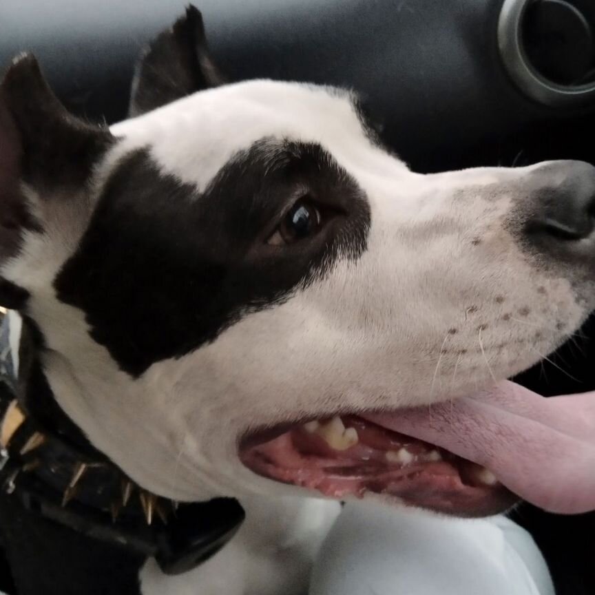 Американский стаффордширский терьер, взрослый пёс