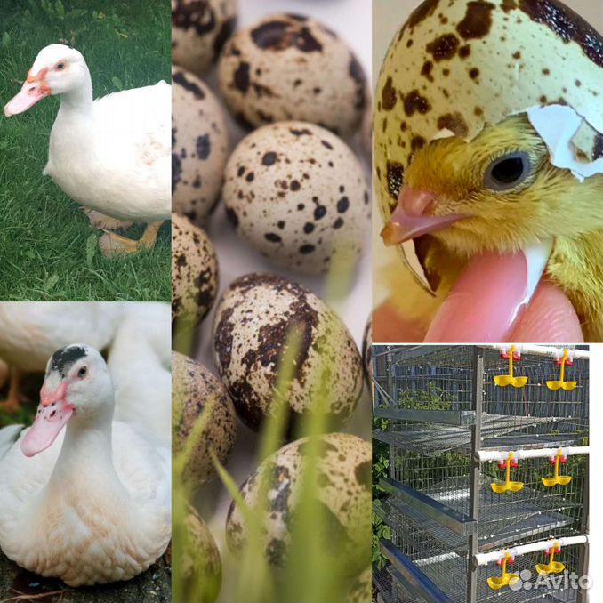 Утки,петухи,перепела