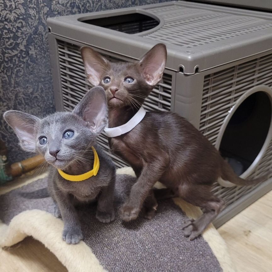 Ориентальные котята