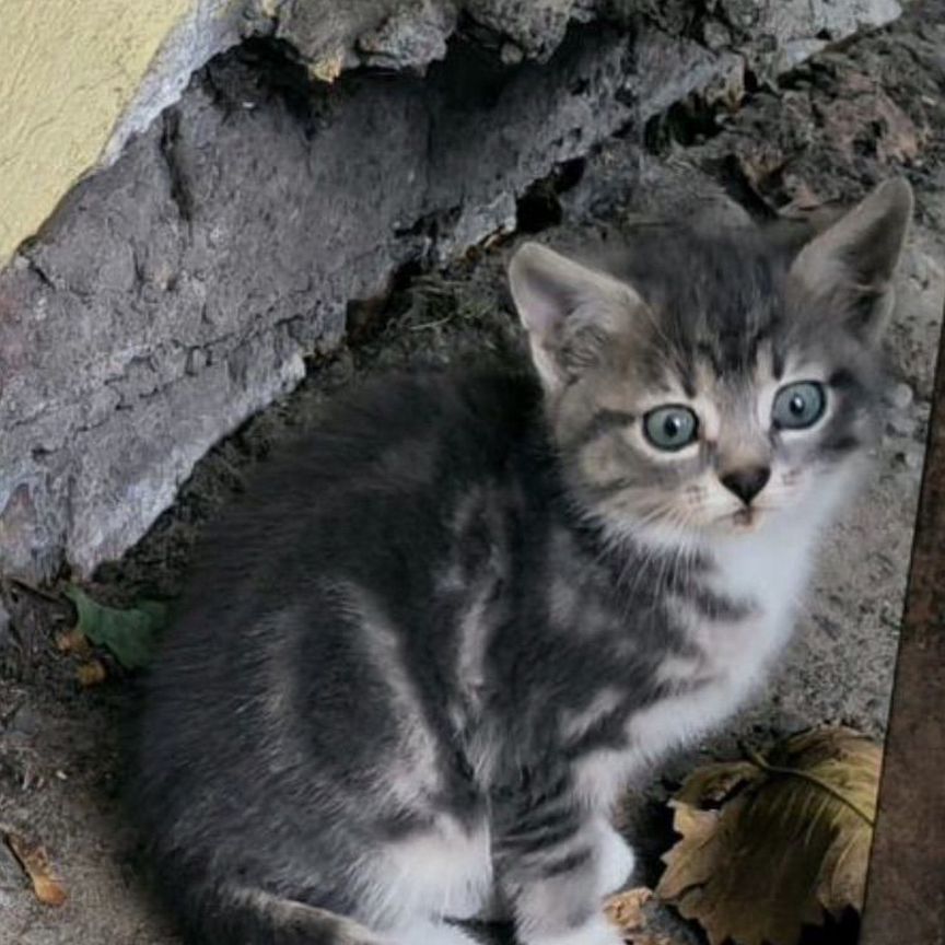 Красивый котенок девочка