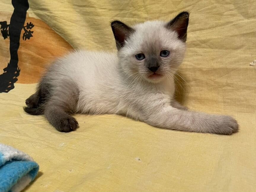 Котята породы Сноу шу