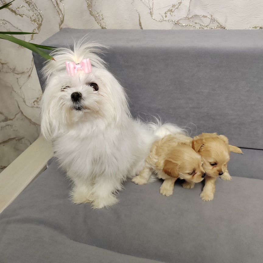 Мальтипу f1 mini