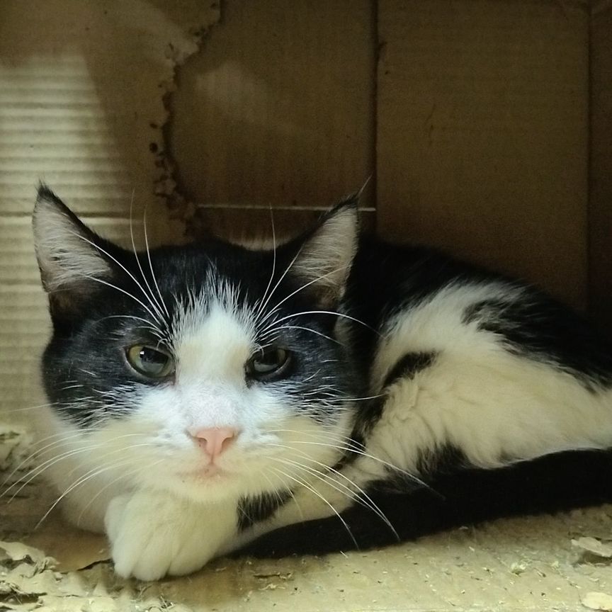 Котик в добрые руки