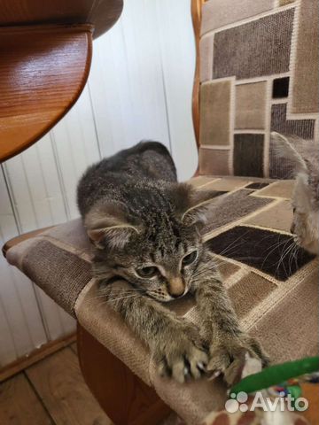 Котенок в дар 1,5 мес девочка привезу бесплатно