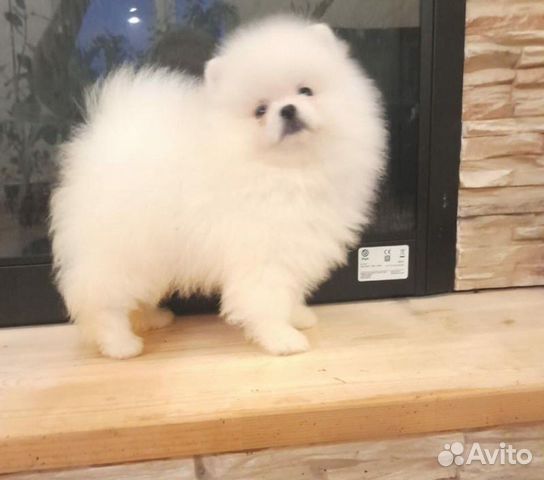 Шпиц померашка