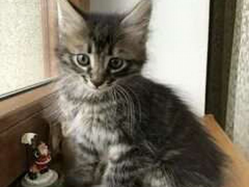 Мейн-кун смесь