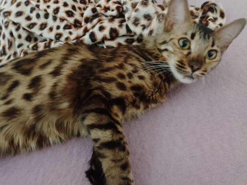 Кошечка ищет котика