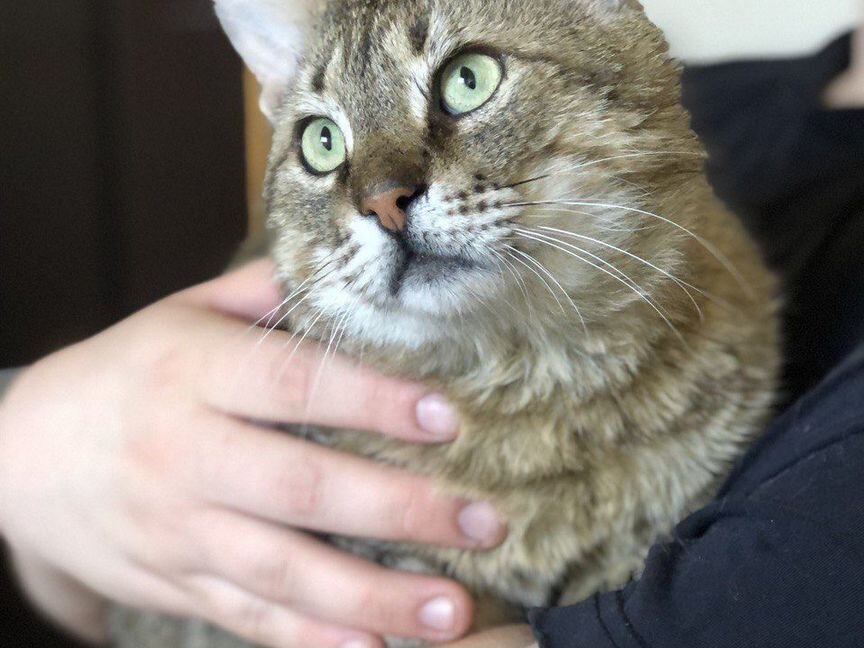 Шикарный крупный котик в добрые руки