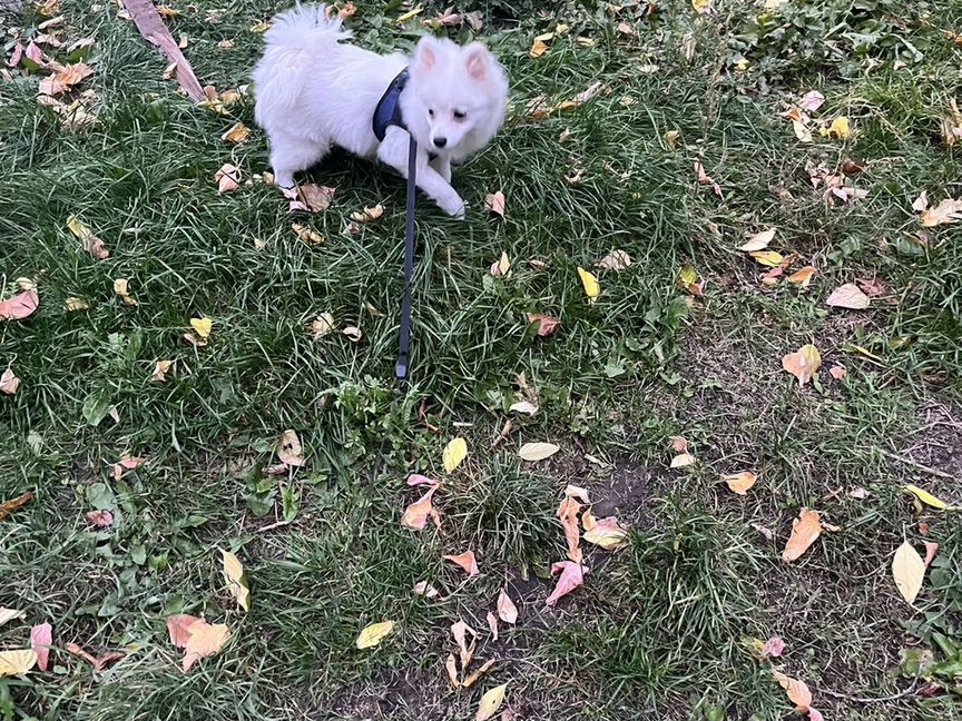 Маленькая собака шпиц