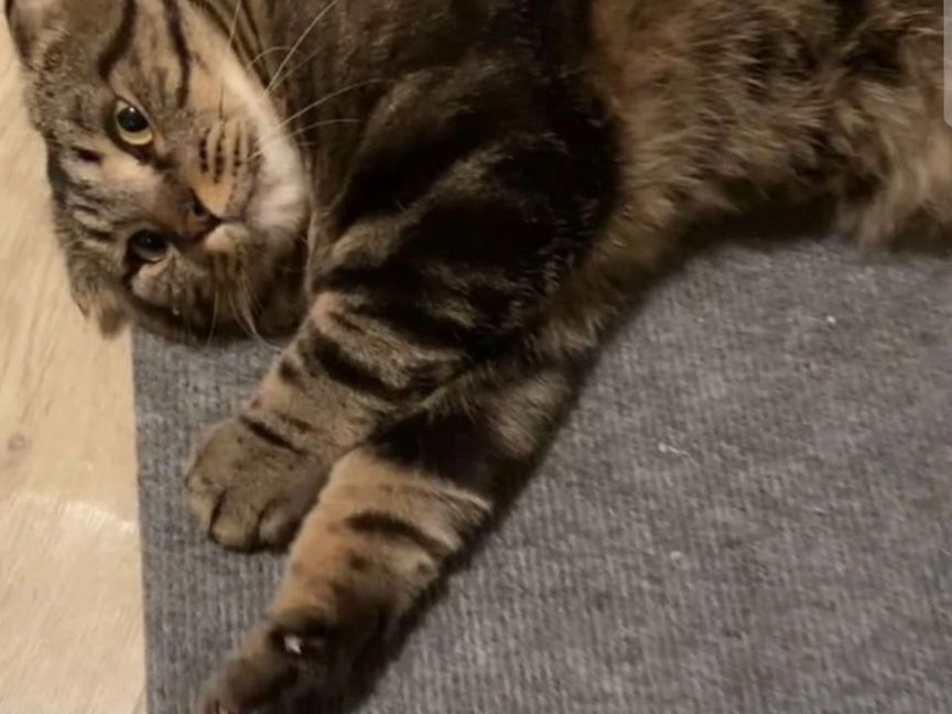 Когтеточка новая большая для кошек и котов