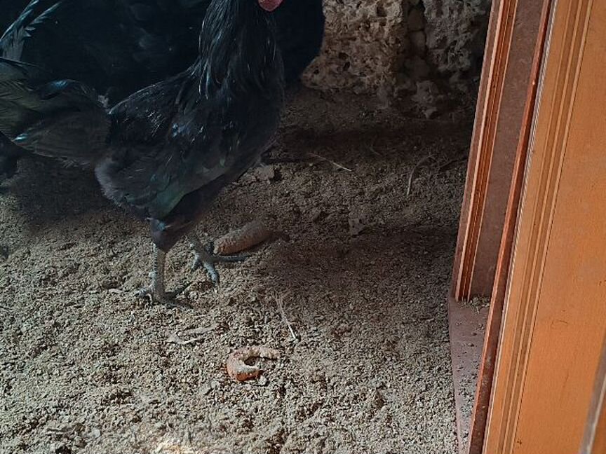 Утки и петух