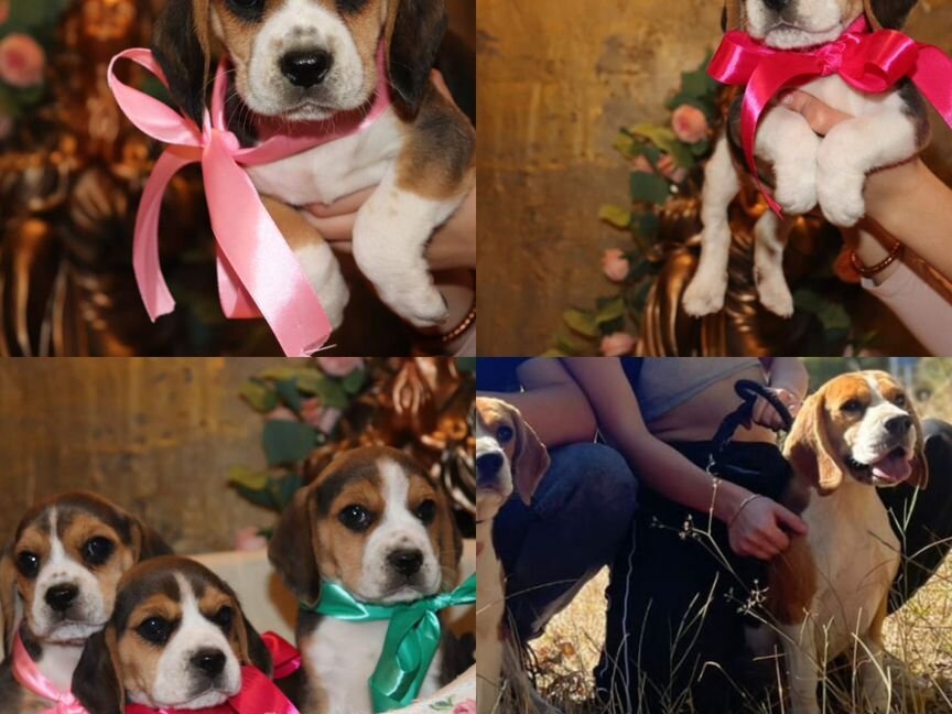 Бигль детки