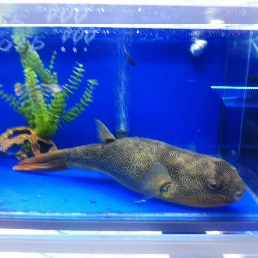 Тетрадон мбу