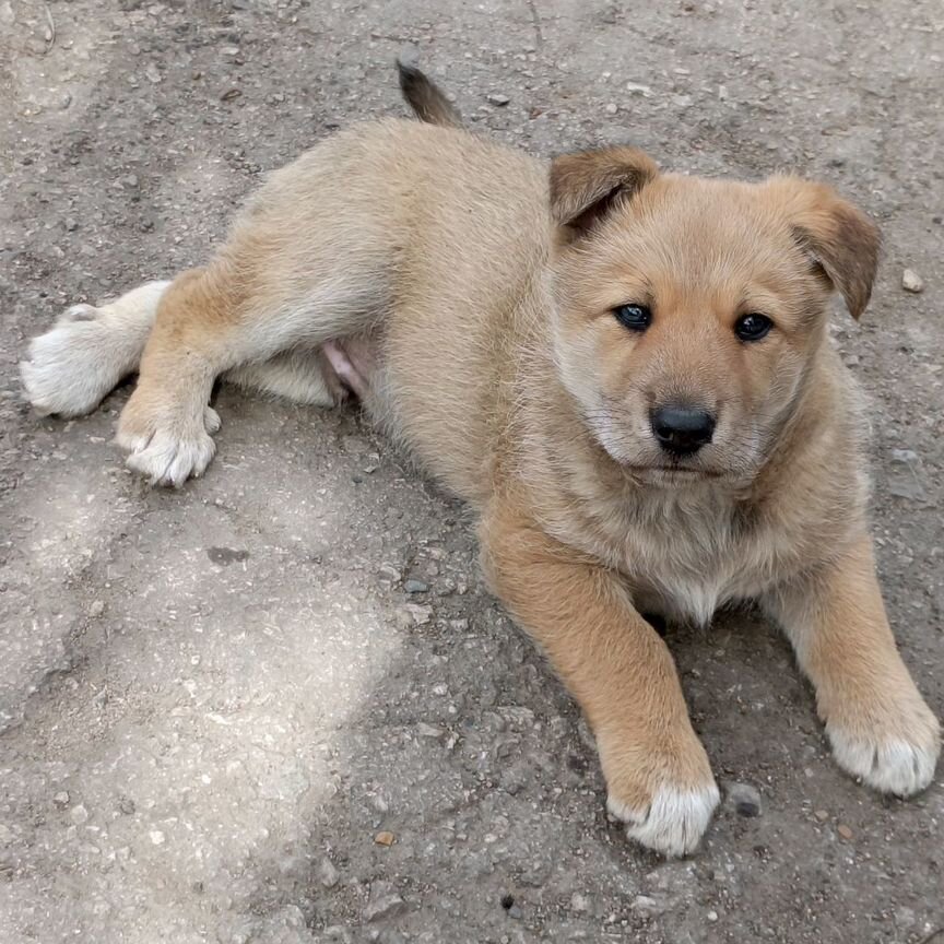 Щенок в добрые руки