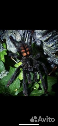 Паук с террариумом