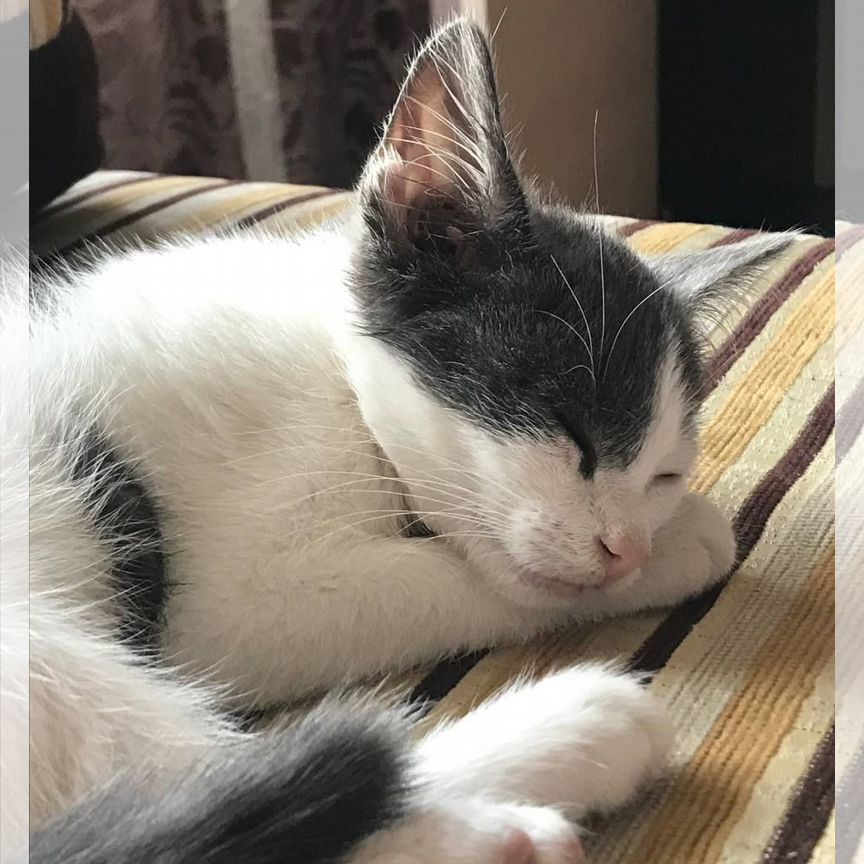 Котёнок