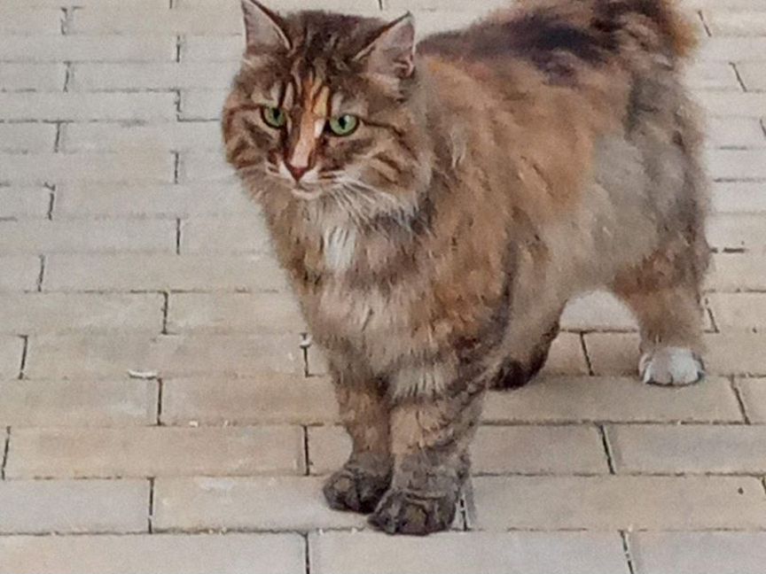 Кошка Ксюша