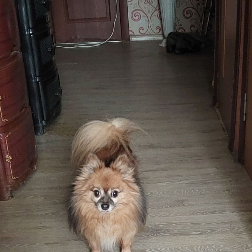 Немецкий шпиц кобель вязка