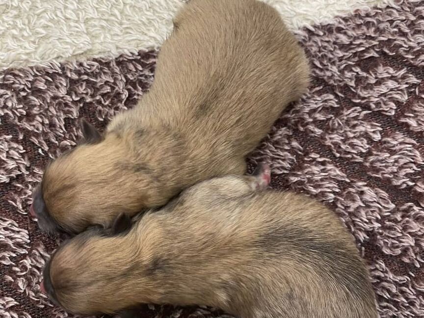 Щенята Шпица