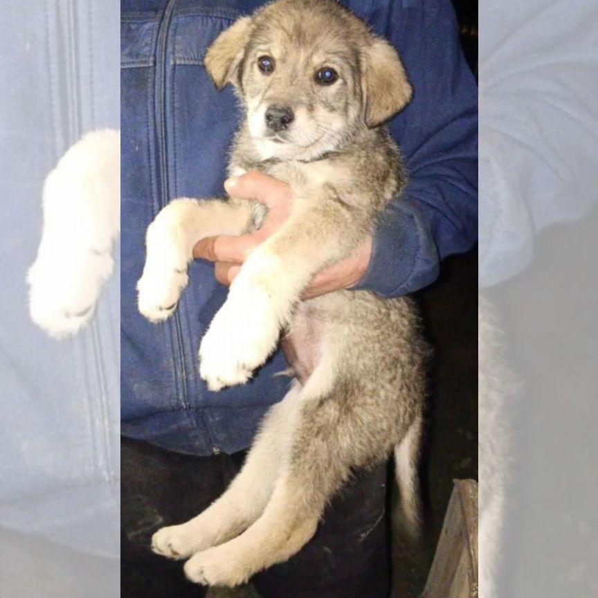 Щенок в добрые руки