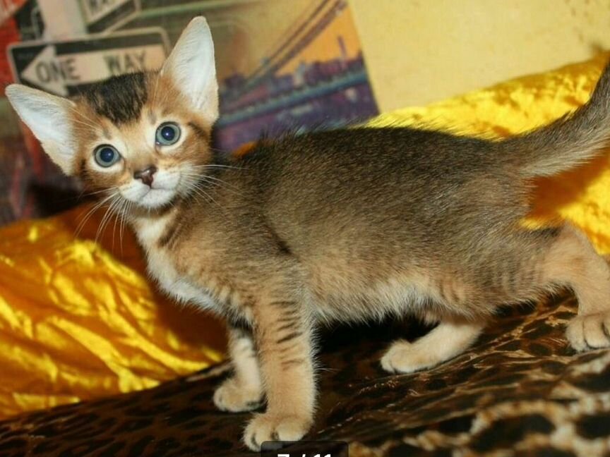 Полуабиссинчикие котята
