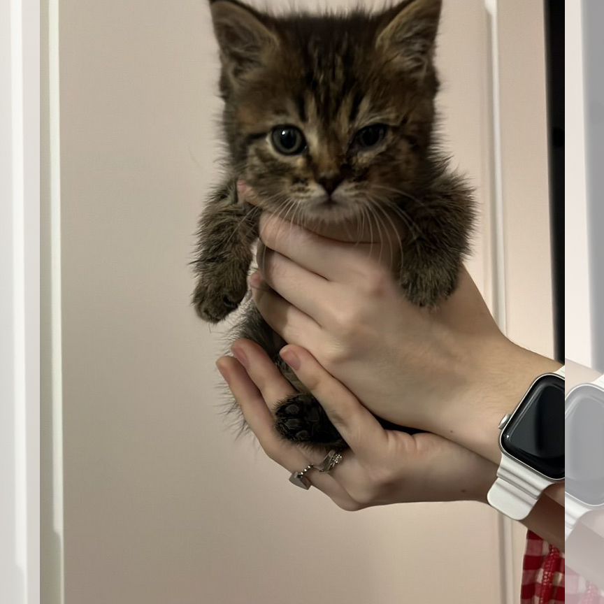 Котёнок в добрые руки