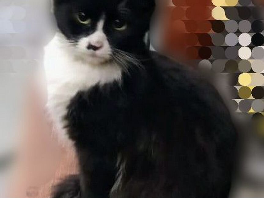 Котенок черно-белый