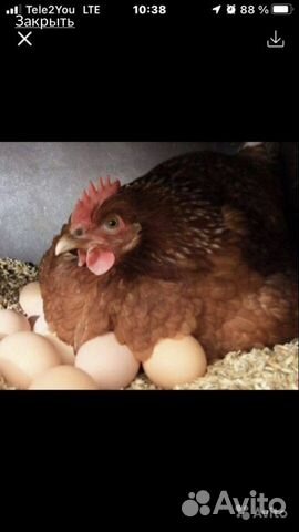 Куры наседка