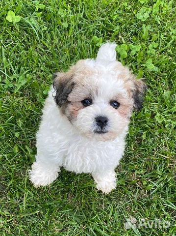 Щенки бишон фризе, хибиду