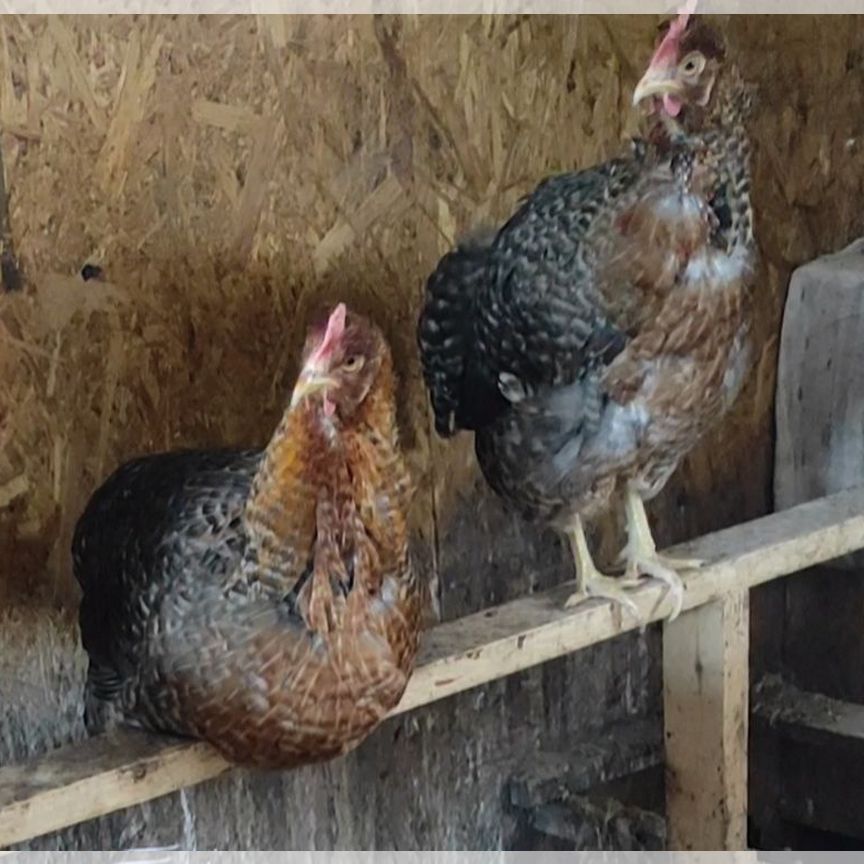 Куры взрослые на мясо